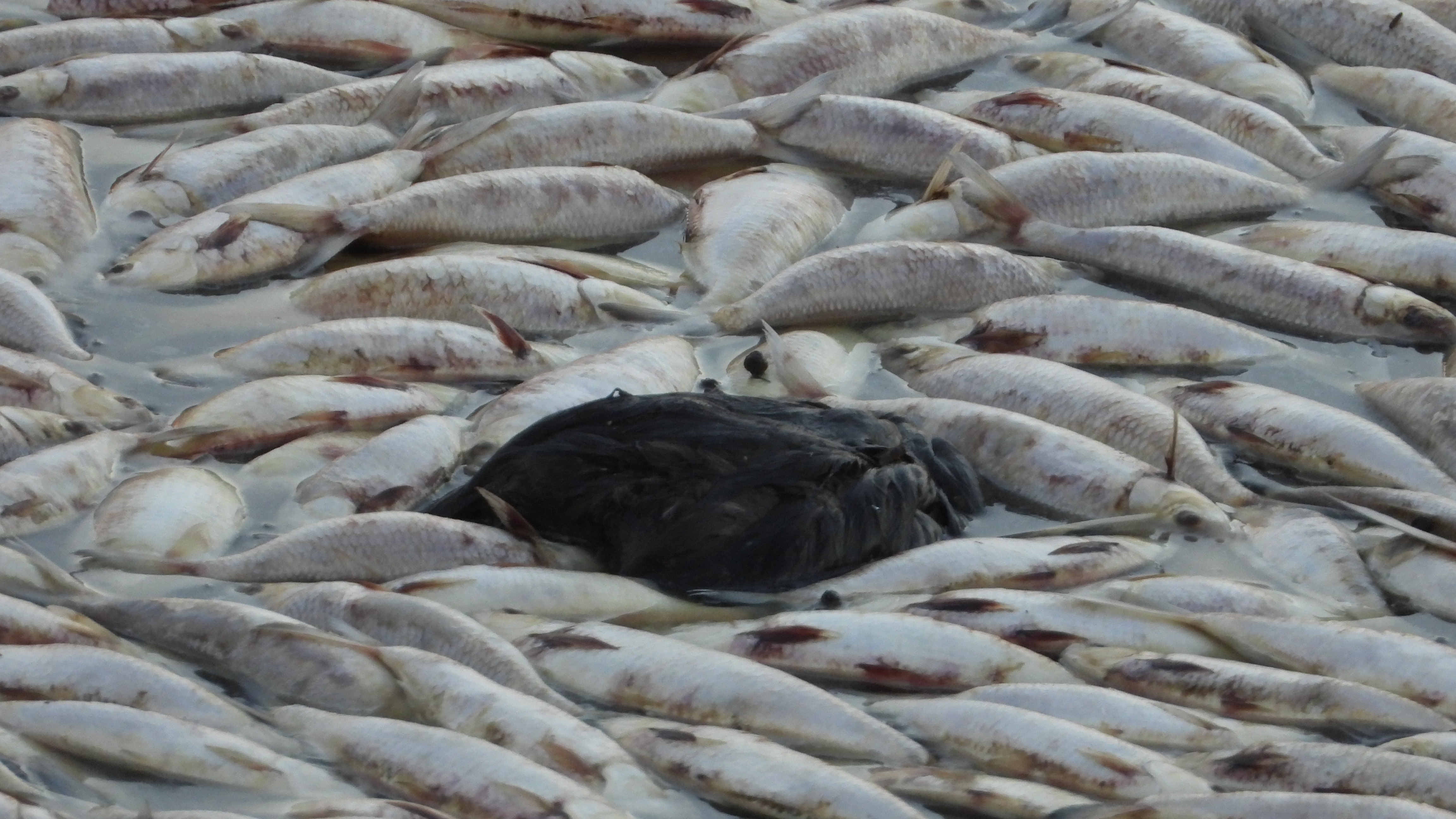 Australien: Millionen Fische sterben durch Hitze und Überschwemmungen ...