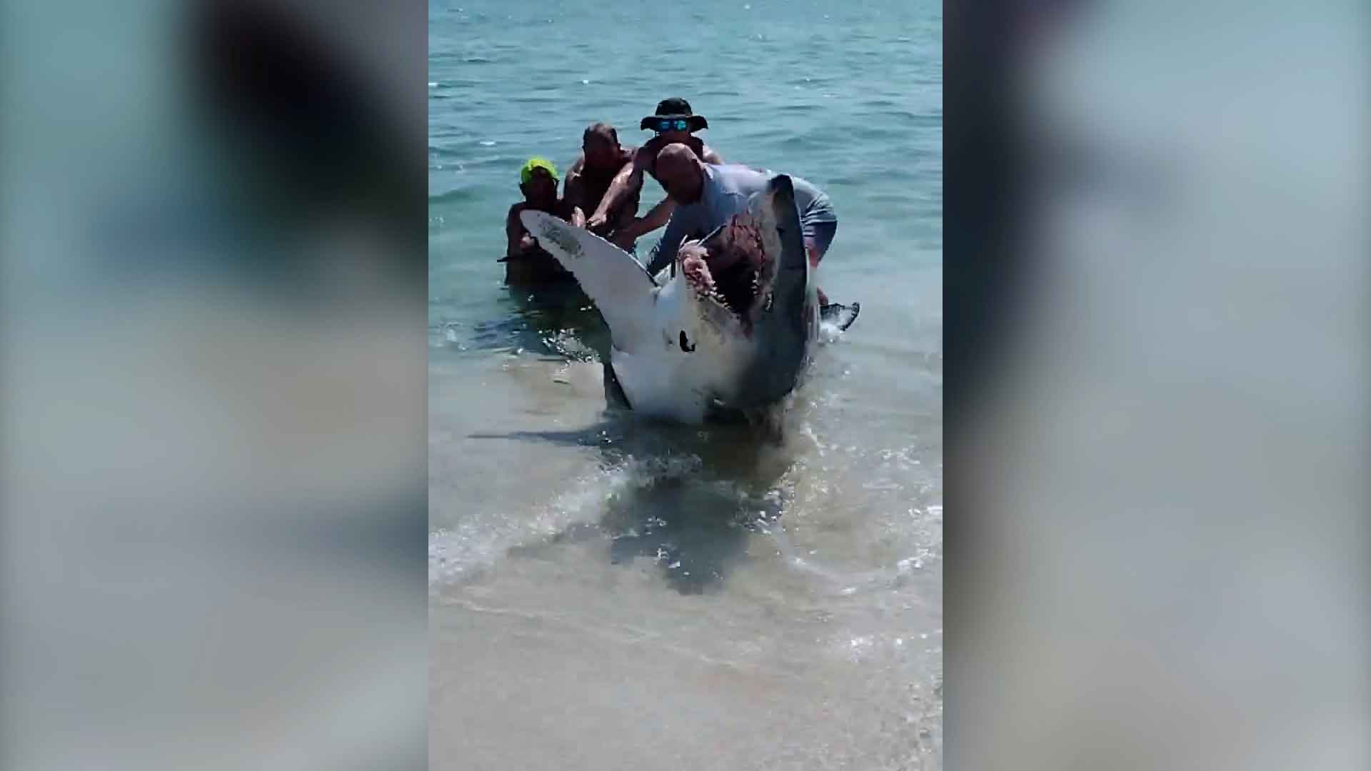 Bei Rettung schlägt Hai plötzlich um sich - Videos from The Weather Channel