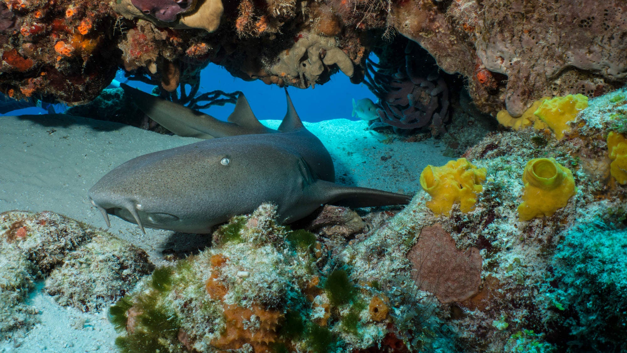 Dieses Tier frisst im Kopfstand - Videos from The Weather Channel