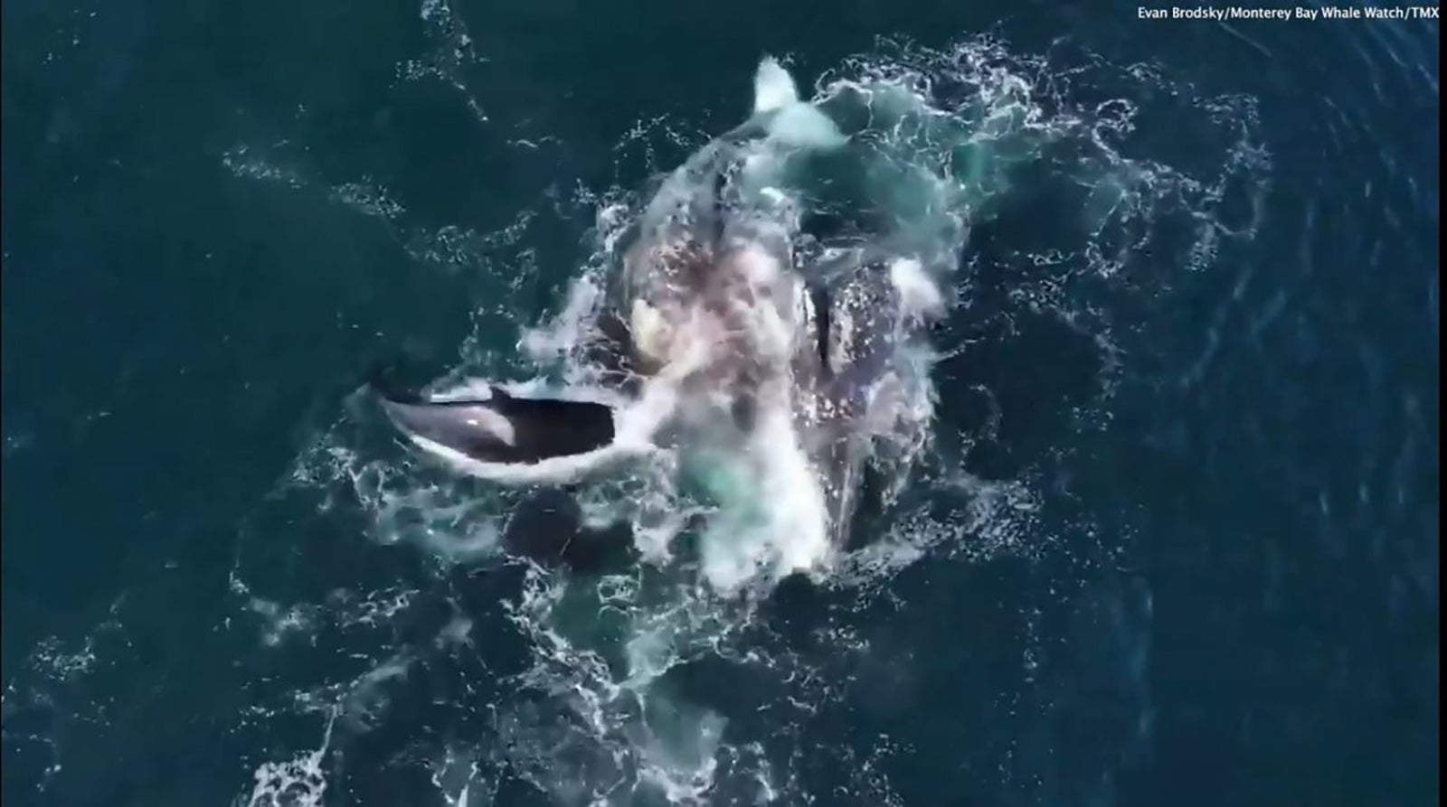 Orcas vs Grauwale: Seltenes Video zeigt Überlebenskampf der ...