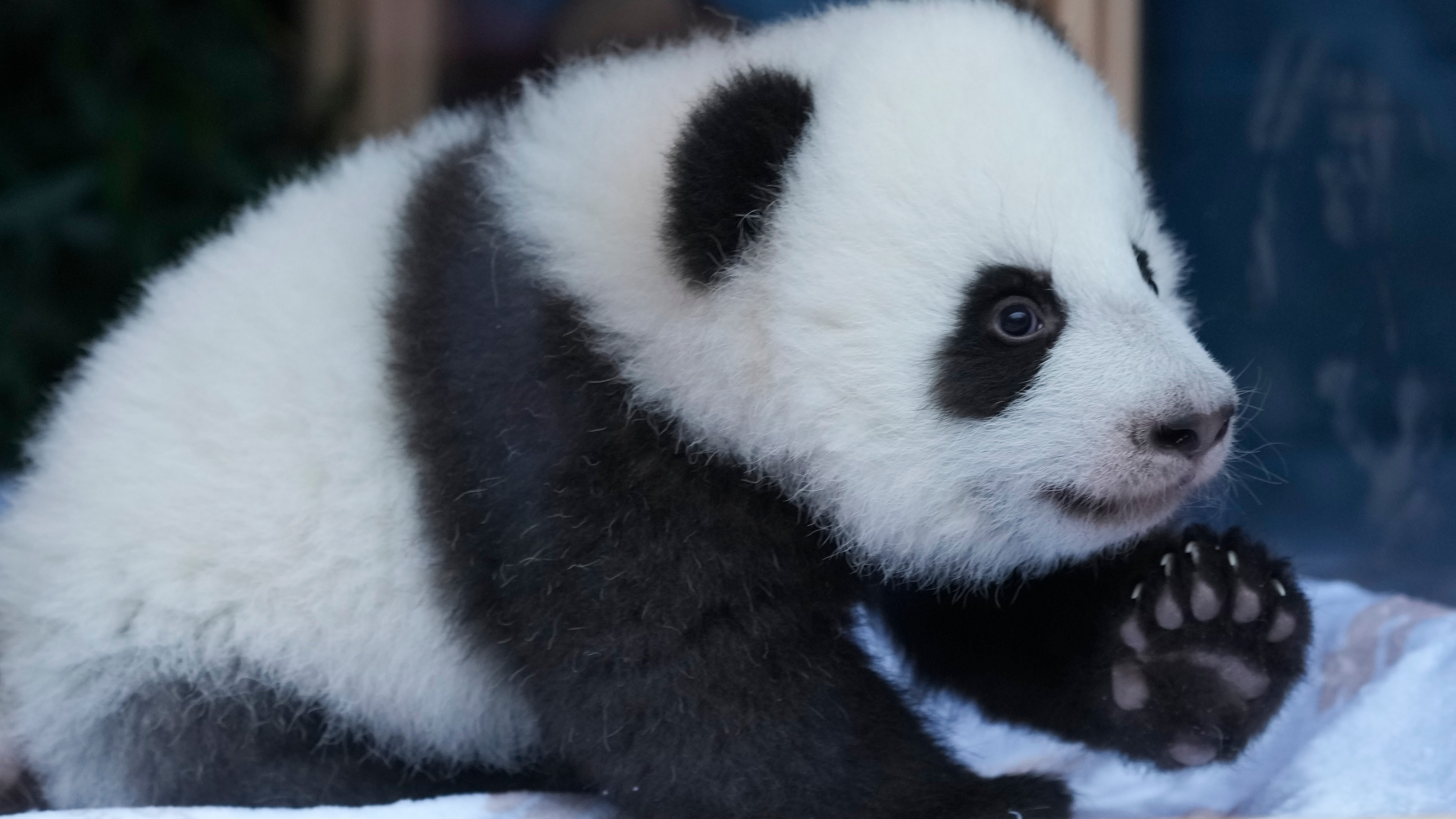 Berliner Panda-Mädchen heißen Leni und Lotti | Weather.com