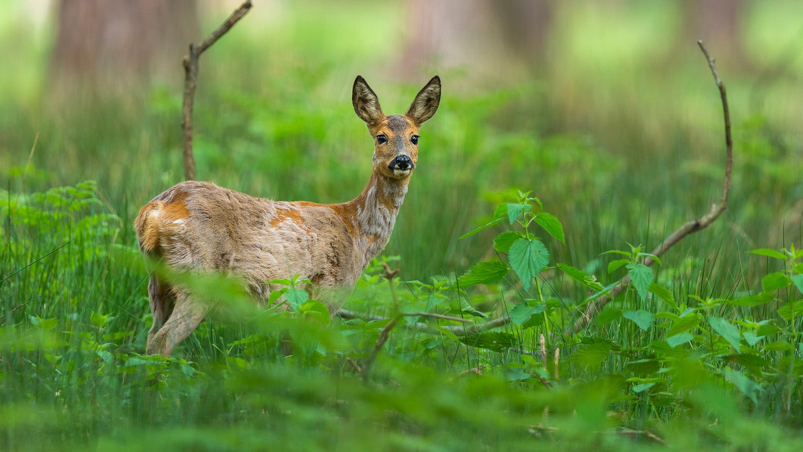 So helfen wir Wildtieren bei Hitze und Trockenheit | Weather.com