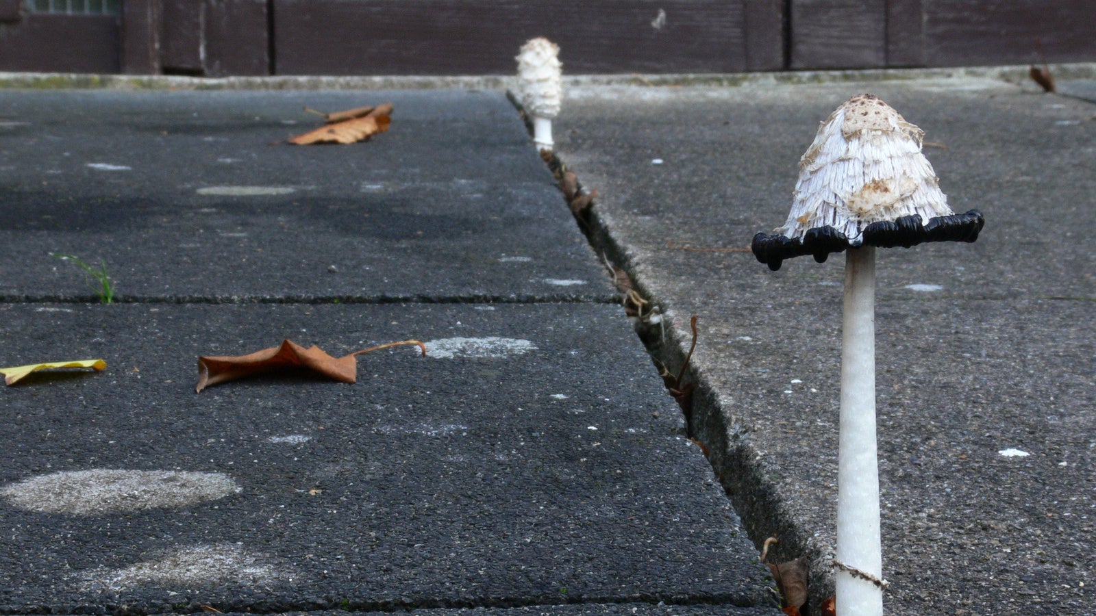 Der Schopf-Tintling ist ein Überlebenskünstler | Weather.com