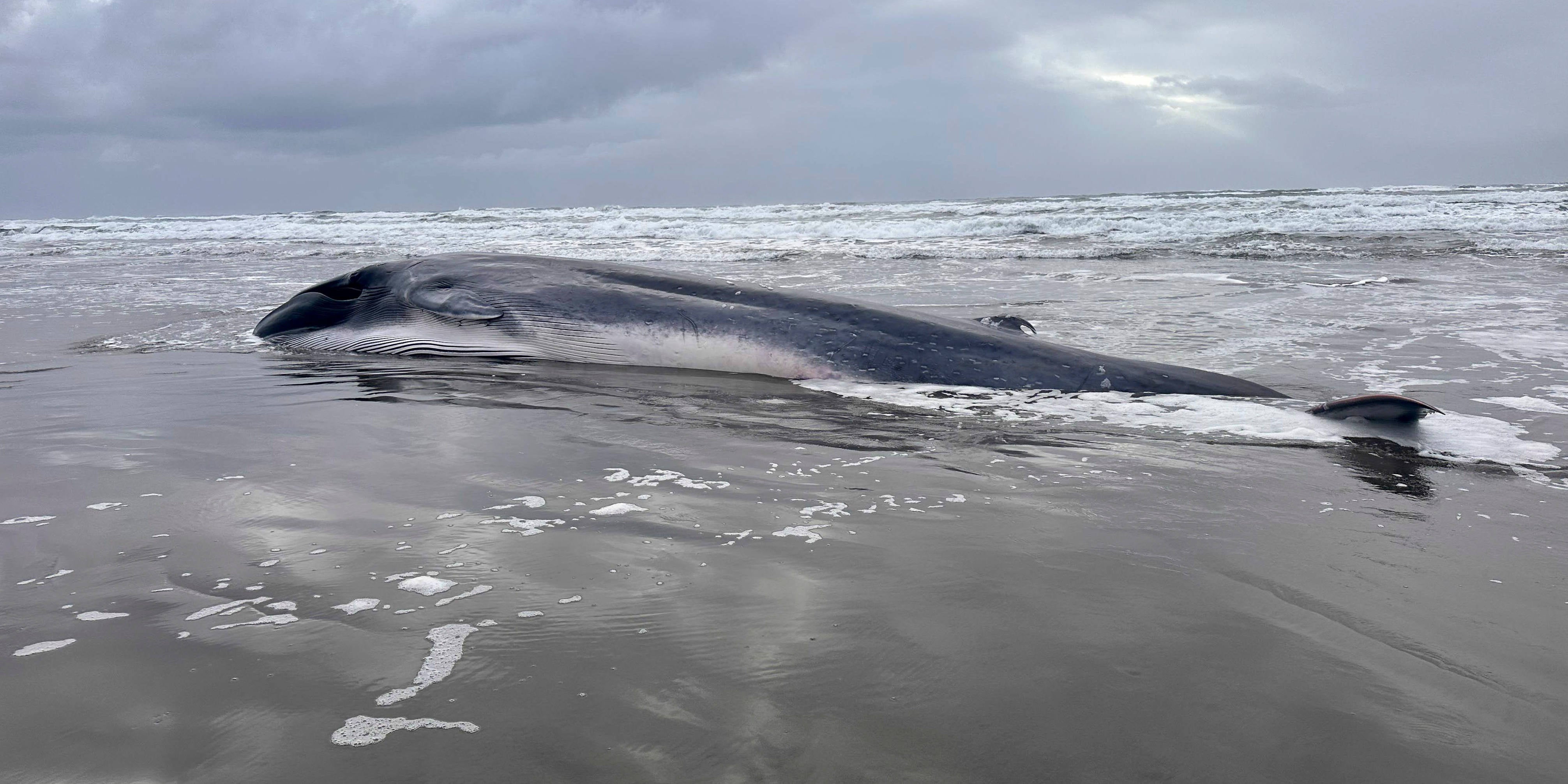 Angeschwemmter Finnwal in Oregon bietet Strandbesuchern ein Spektakel ...
