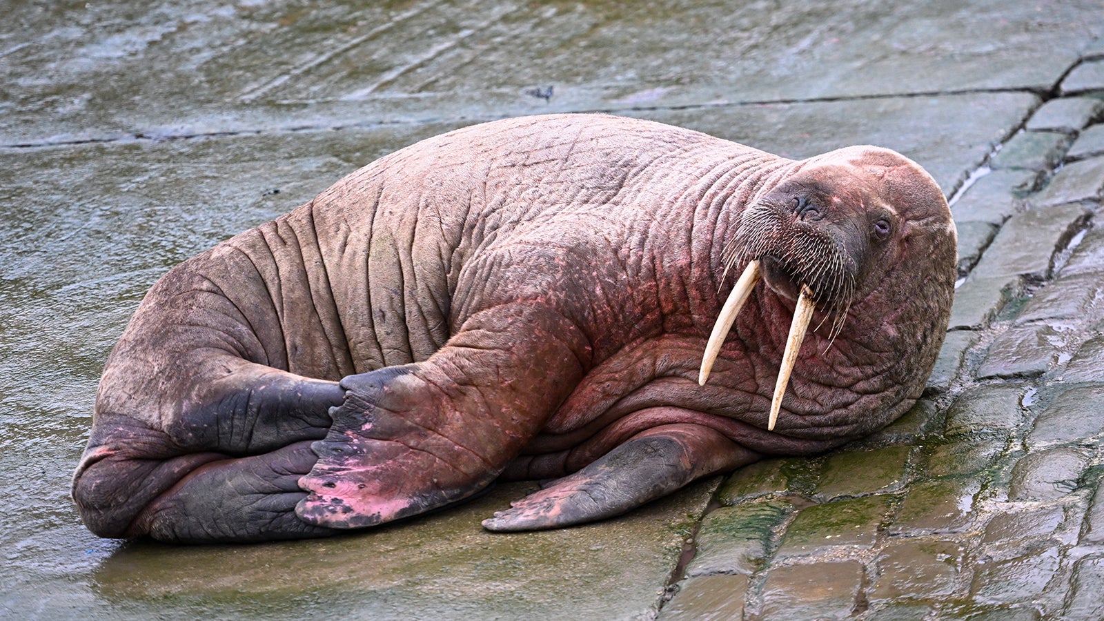 Walross vermasselt Feier in Küstenstadt - Videos from The Weather Channel