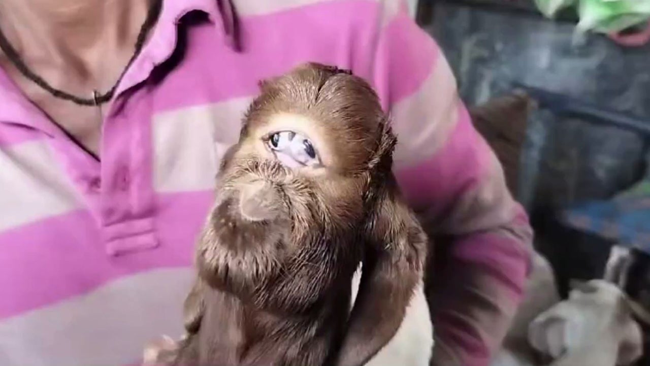 Selten: Einäugige Ziege auf die Welt gekommen - Videos from The Weather ...