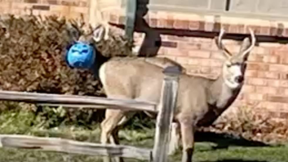 Wild Boar Dubbed ‘Pigzilla’ Spotted Digging Through Hong Kong Dumpster ...
