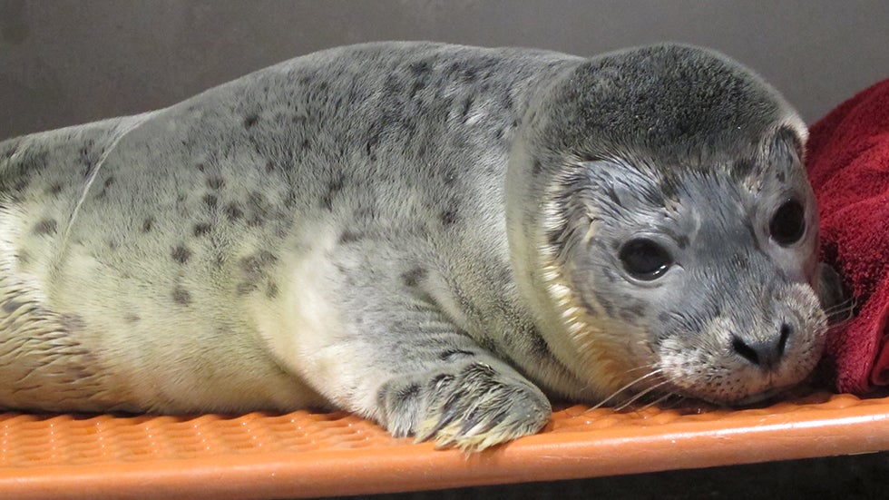 Incredible Sea Animal Rescuers (PHOTOS) | Weather.com