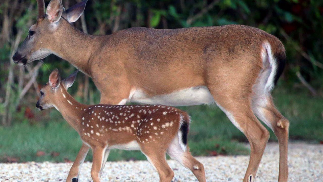 Herd of 949 Endangered Florida Key Deer Survived Irma's Landfall ...