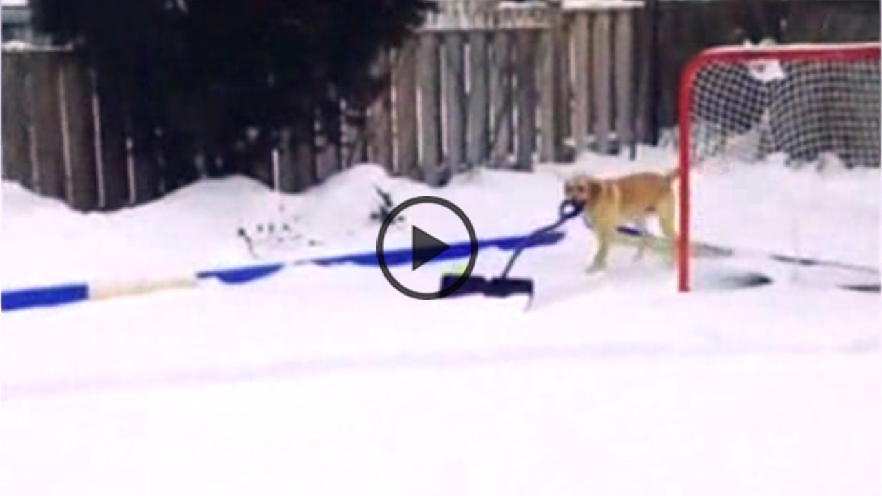 Amazing Dog Loves Shoveling Snow | The Weather Channel