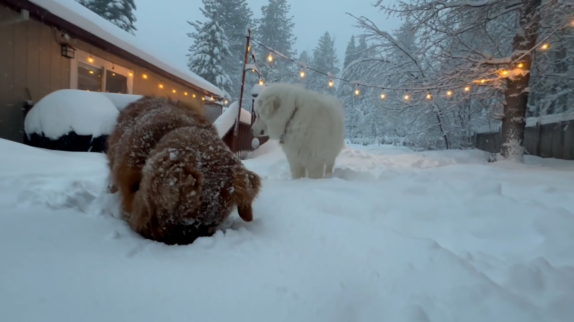 Confused Baby Falcon Rescued from Inside Telescope - Videos from The ...