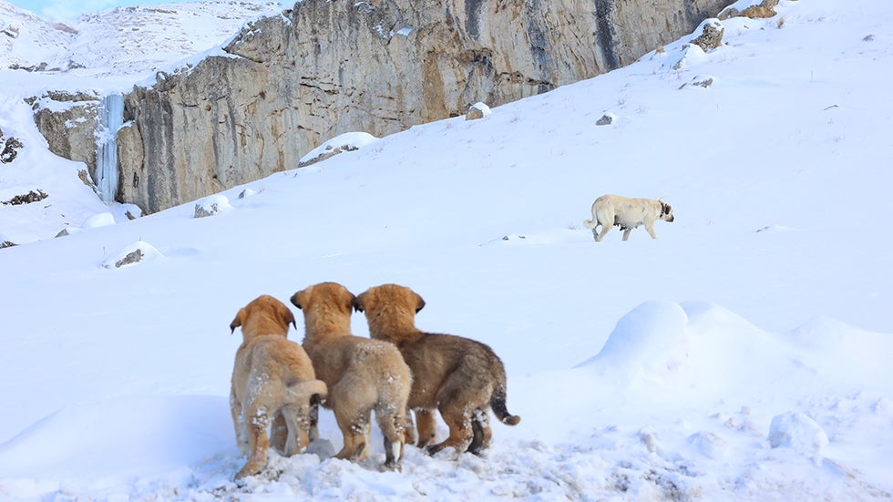 Dogs Just Seem to Love Snow (PHOTOS) | Weather.com