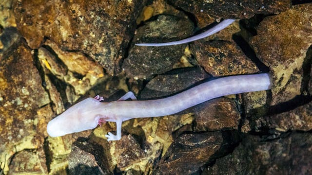 Scientists Anxiously Await Birth of 'Baby Dragons' in Slovenia | The ...