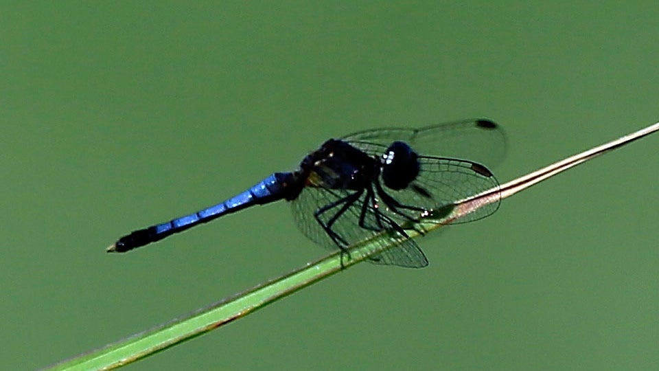 Dragonflies: Nature's Most Vicious Predators | Weather.com