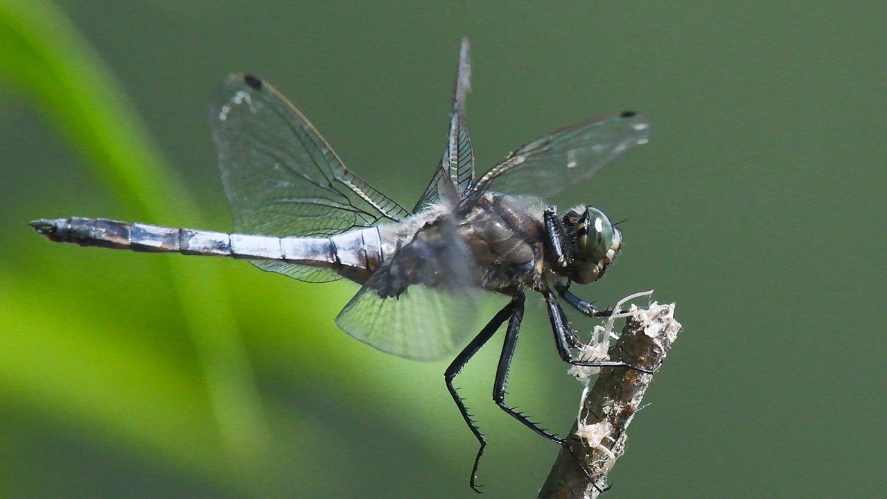 'Insect Apocalypse' Threatens All Life on Earth, Conservationists Warn ...