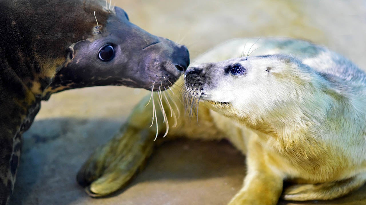 Zoo Welcomes Adorable, Rare-in-Captivity Gray Seal Pup (PHOTOS) | The ...