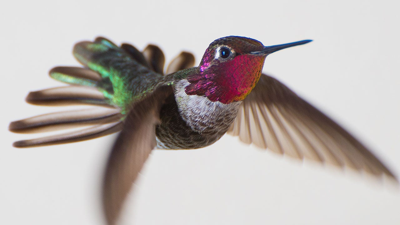A Conversation with a Hummingbird Whisperer (PHOTOS) | The Weather Channel
