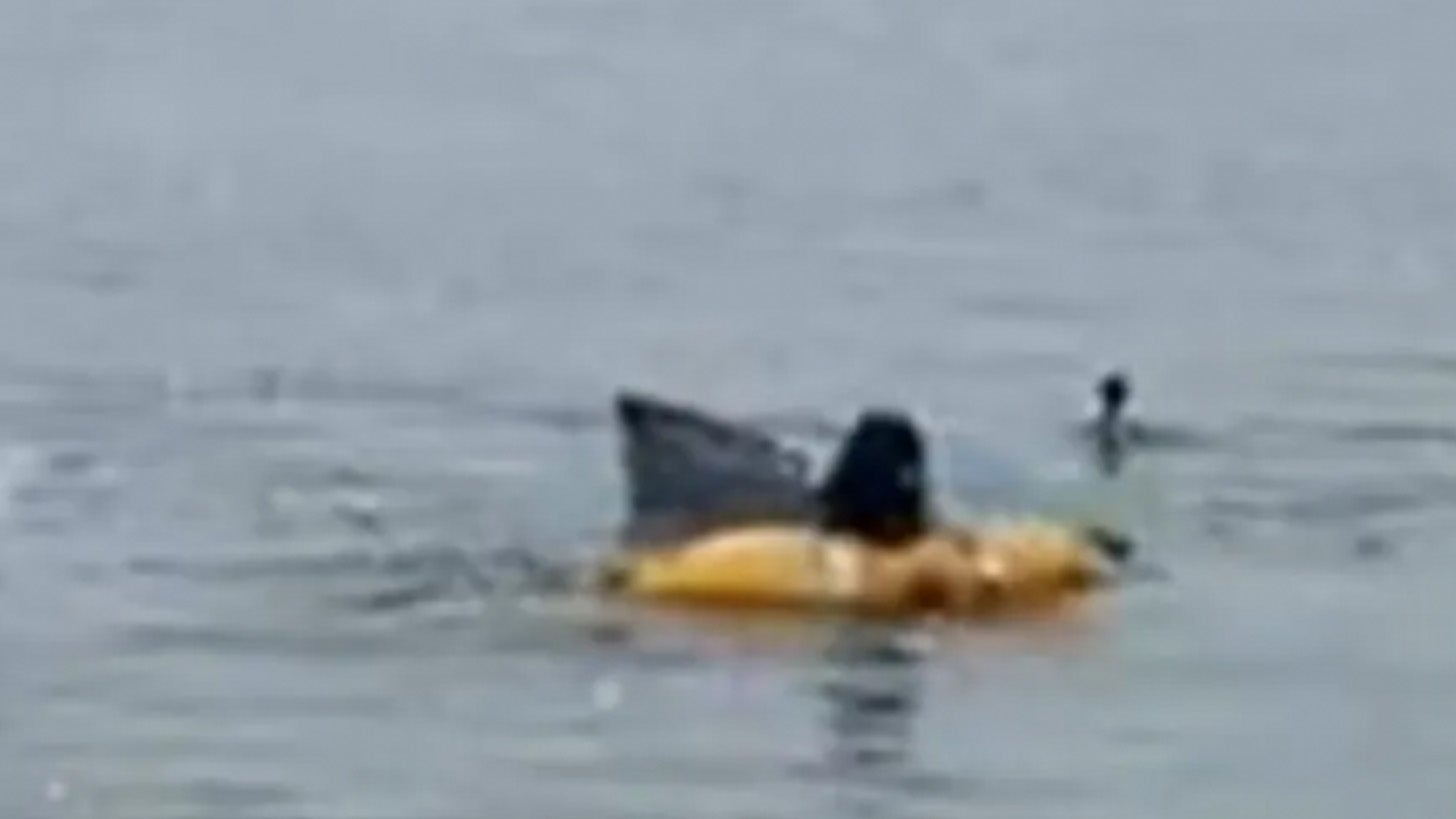 Dive Team Braves Cold Water To Save Distressed Duck | Weather.com