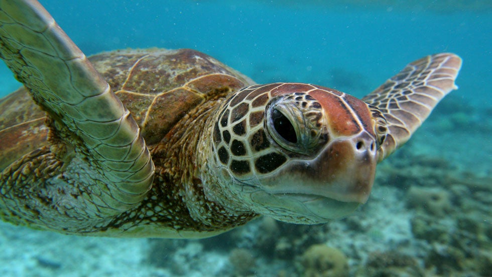 Climate Change Pushing Sea Turtles, Crabs, Sharks Toward the Poles ...