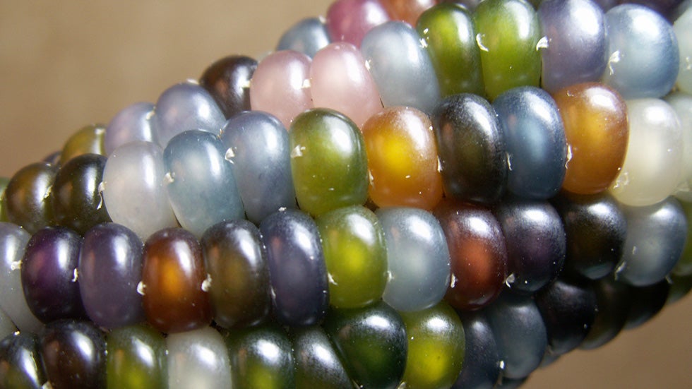 Rainbow On The Cob: Beautiful Glass Gem Corn | The Weather Channel