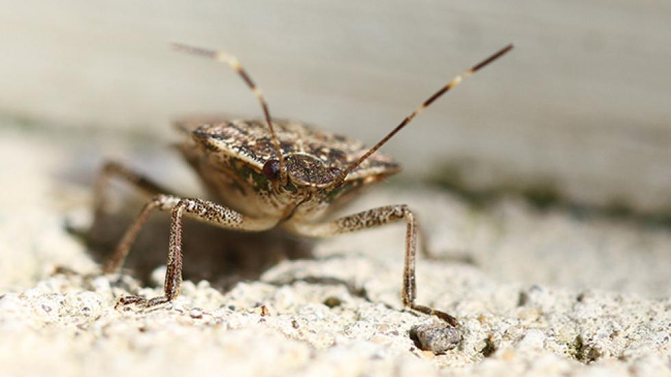 Could the 'Polar Vortex' Stop Another Stink Bug Invasion? | The Weather ...