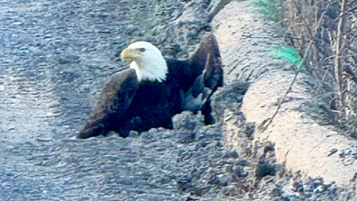 Officers Rescue Bald Eagle | Weather.com