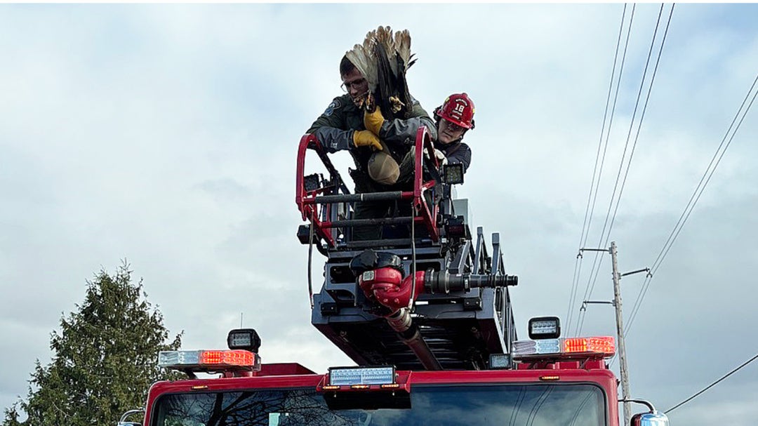 Bald Eagle Freed After Getting Trapped Upside Down In Washington Tree ...