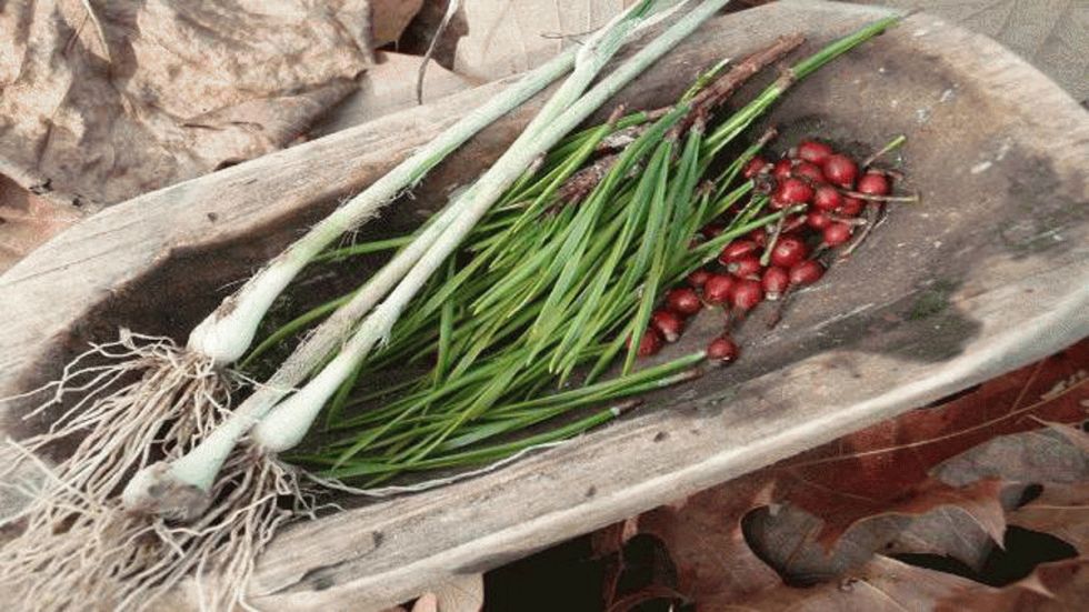 Wild Food Guide: Identify Best Wild Edible Foods | The Weather Channel