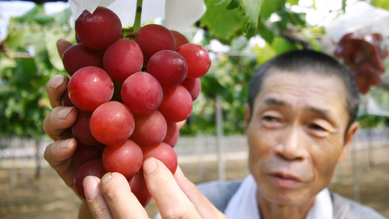 Ruby Roman Grapes are the Most Expensive Grapes in the World | The ...