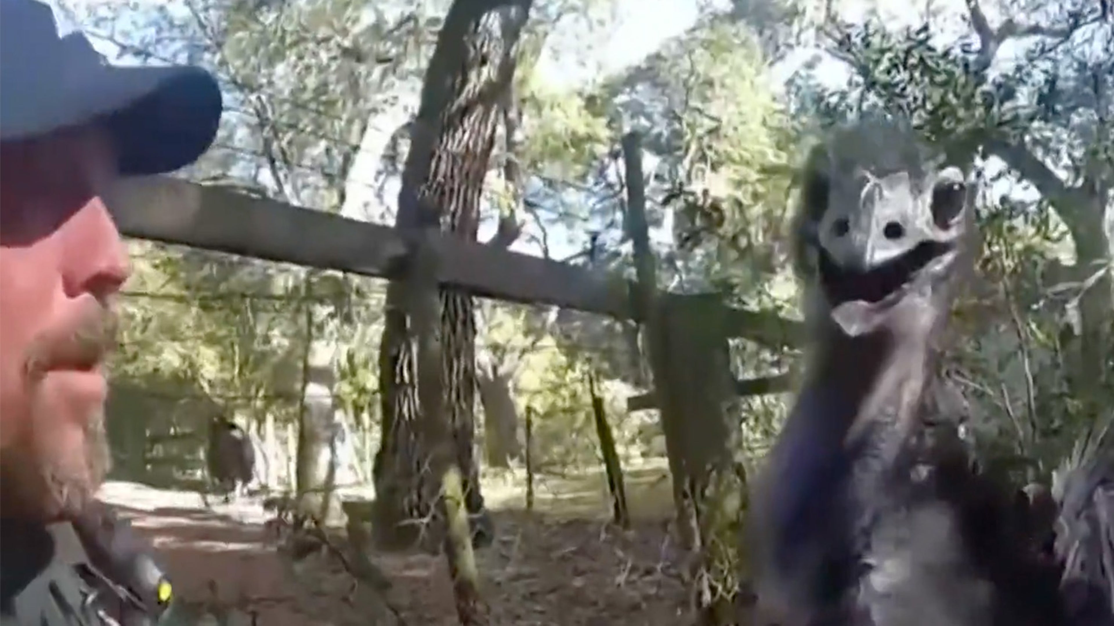 Florida Deputy Captures Runaway Emu And Returns The Large, Flightless ...