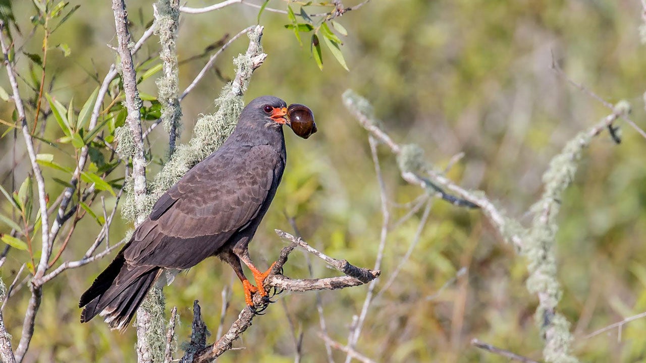 Endangered Florida Bird Species' Nests Lost on Lake Okeechobee After ...