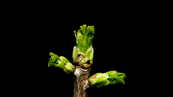 Weather Words: 'Burgeon' | Weather.com