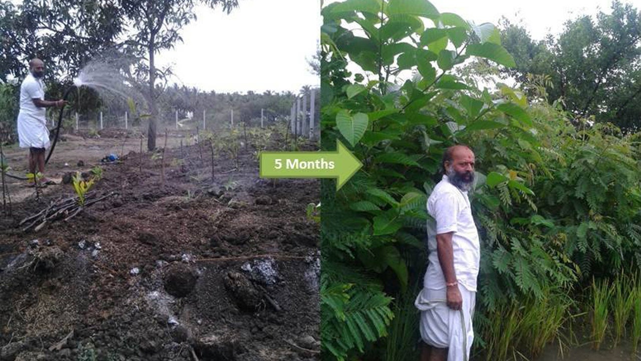 Afforestt's Miniature Super-Forests Could Change Cities Forever | The ...