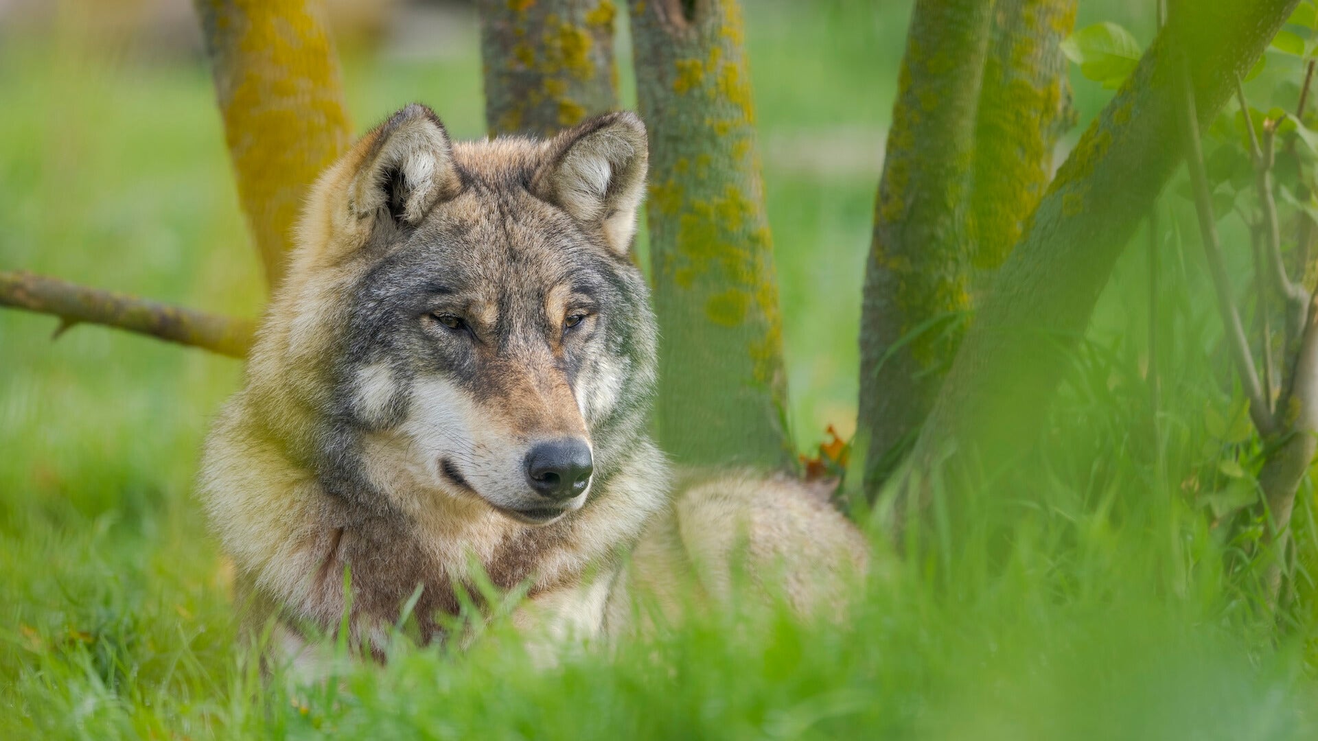 How Wolves Helped Save Yellowstone's Aspens | Weather.com