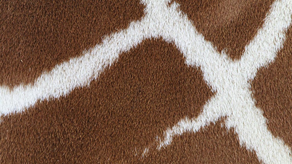 PHOTOS: Stunning Images of Animal Skin | The Weather Channel