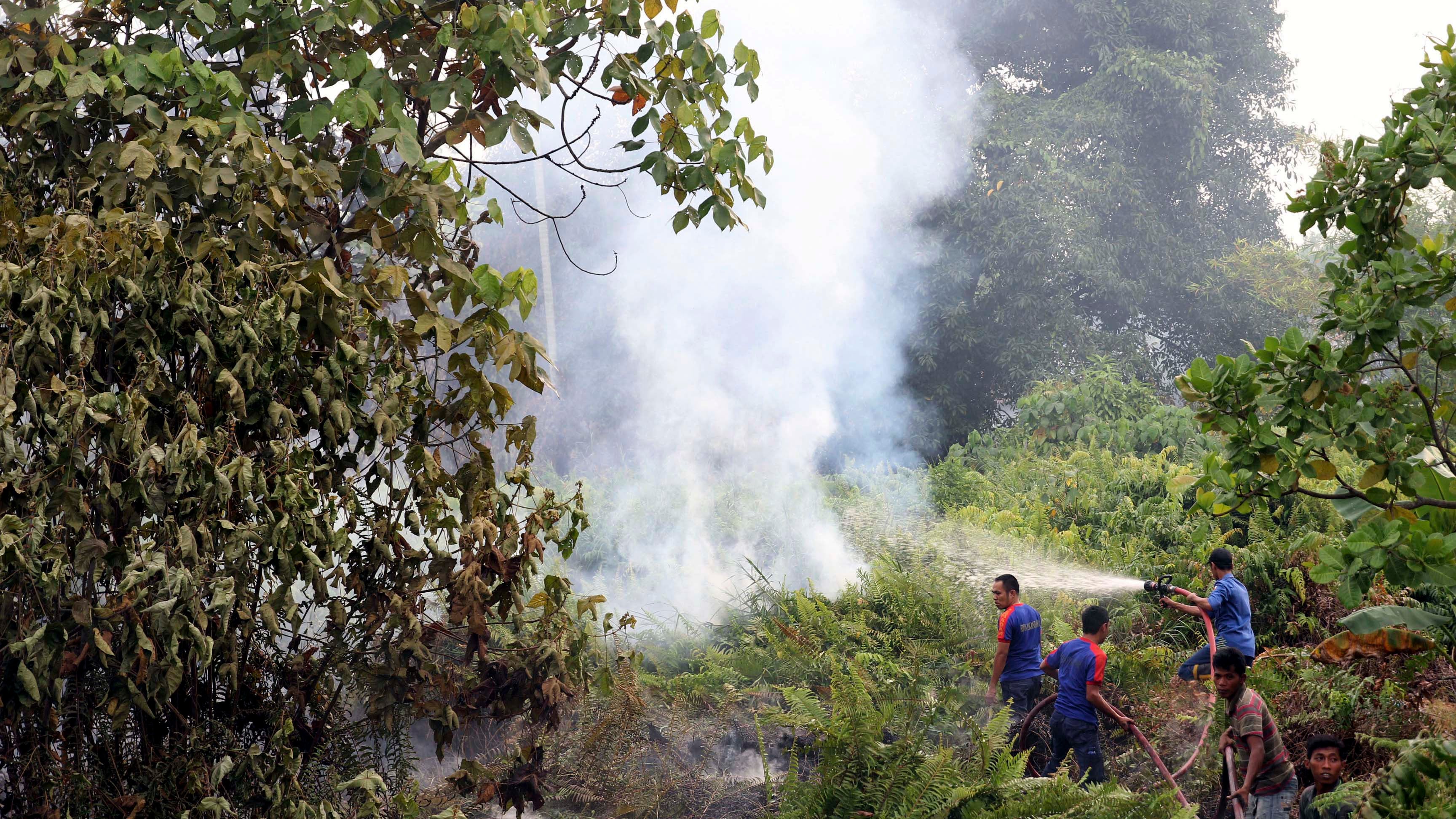 Indonesia's Forests Still Dwindle Despite Moves to Save Them | Weather.com
