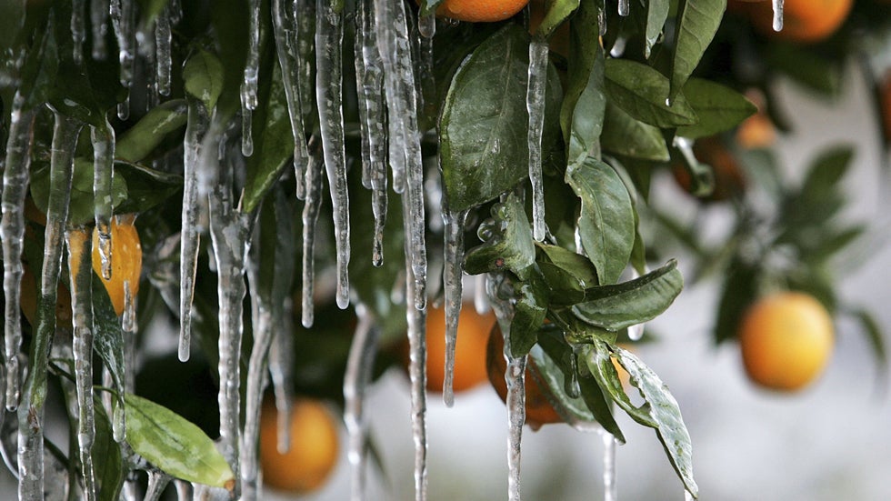 California Citrus Growers Battle Freeze to Save Crops | Weather.com