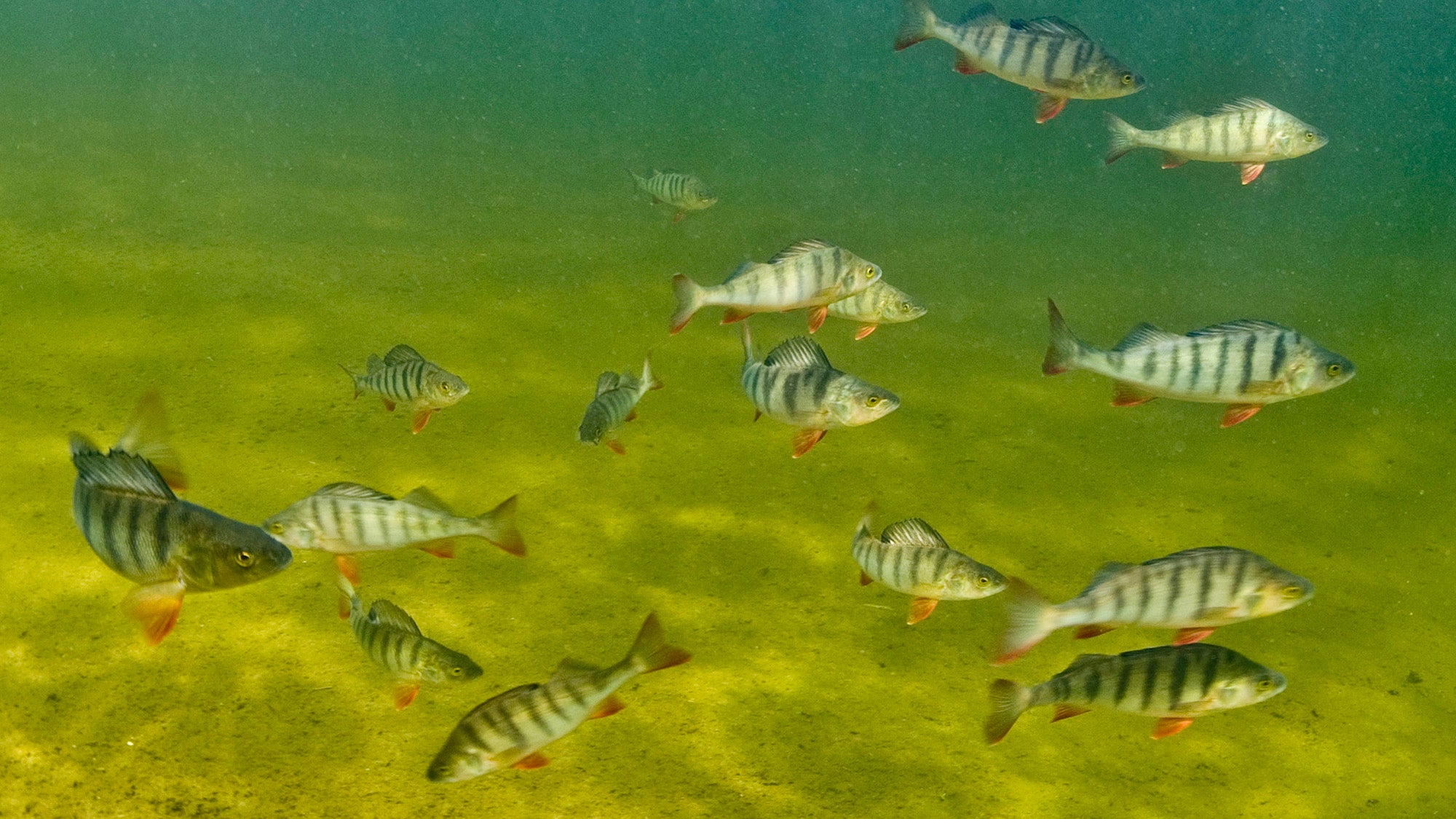 Study: Fish in Drug-Tainted Water Suffer Reaction | Weather.com