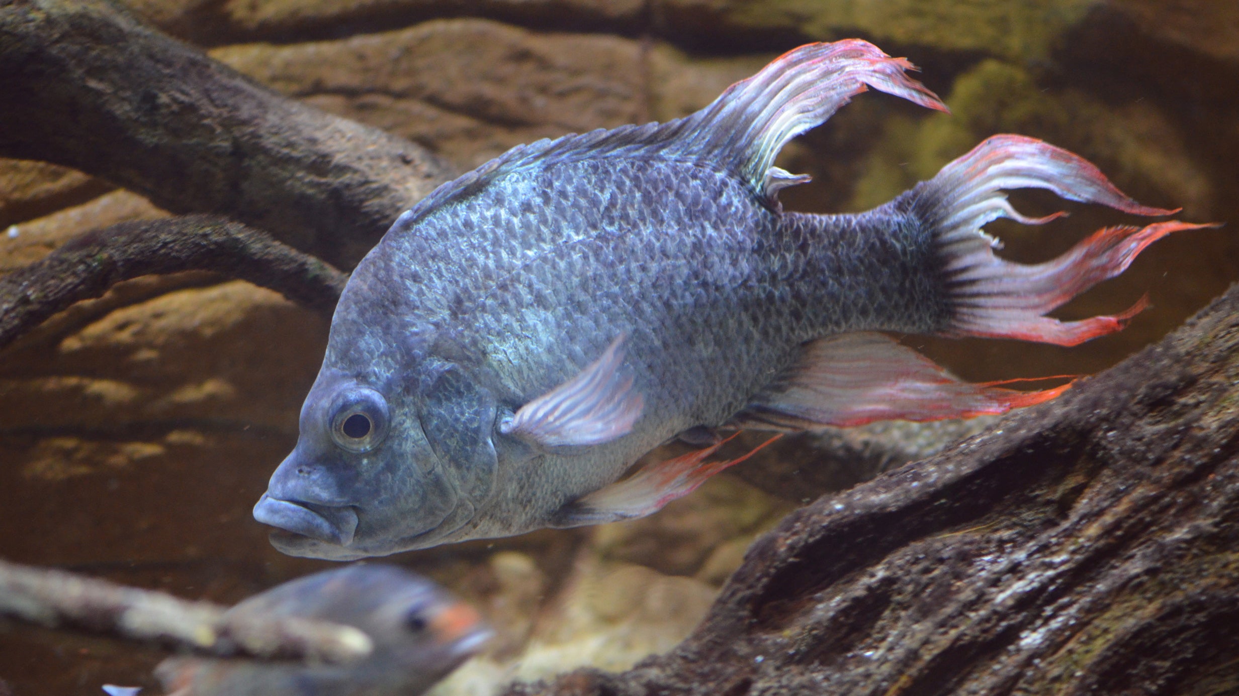 London Zoo Seeks Female Mate for Near-Extinct Fish | Weather.com