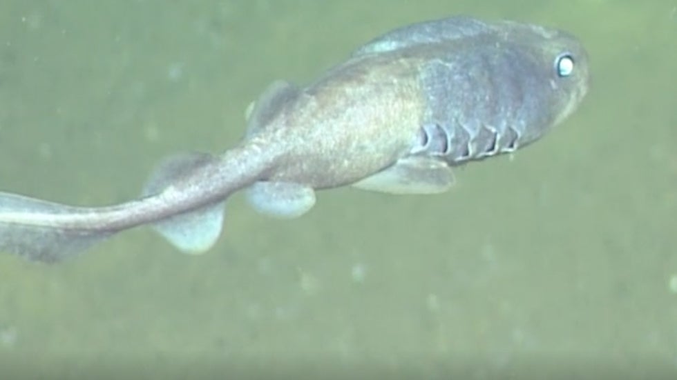 Gulf of California Fish Found Thriving in One of the Most Extreme Low ...