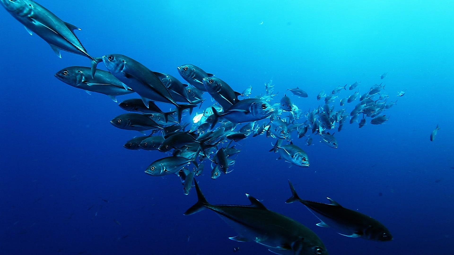 Weather Words: 'Fish Storm' | Weather.com