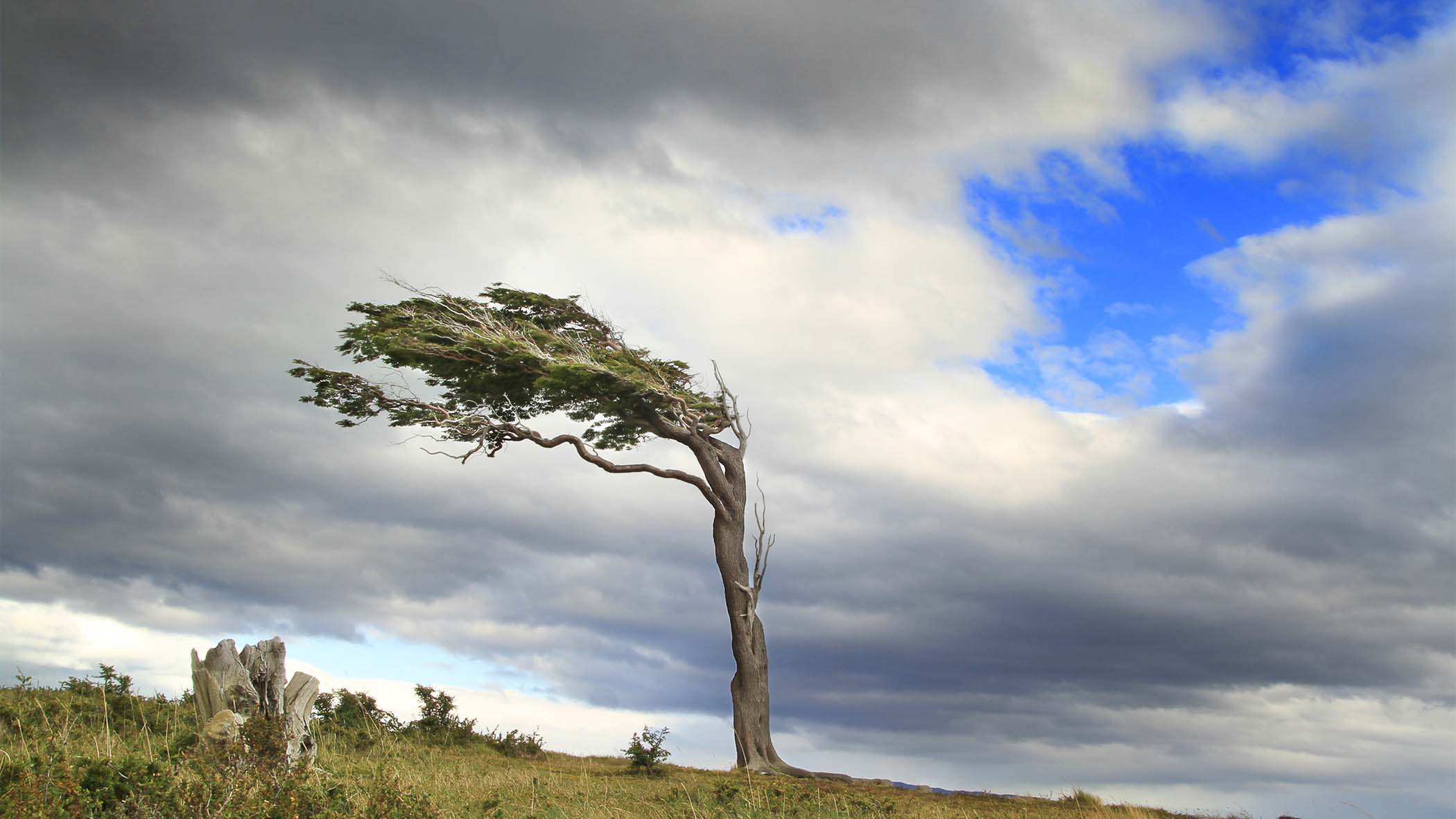 Weather Words: 'Flag Tree' | Weather.com