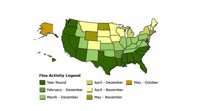 Typical National Flea Activity | The Weather Channel