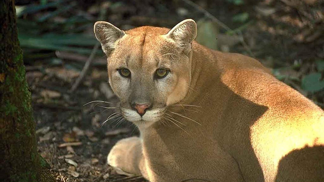 Another Endangered Panther Found Dead, Florida Officials Confirm | The ...