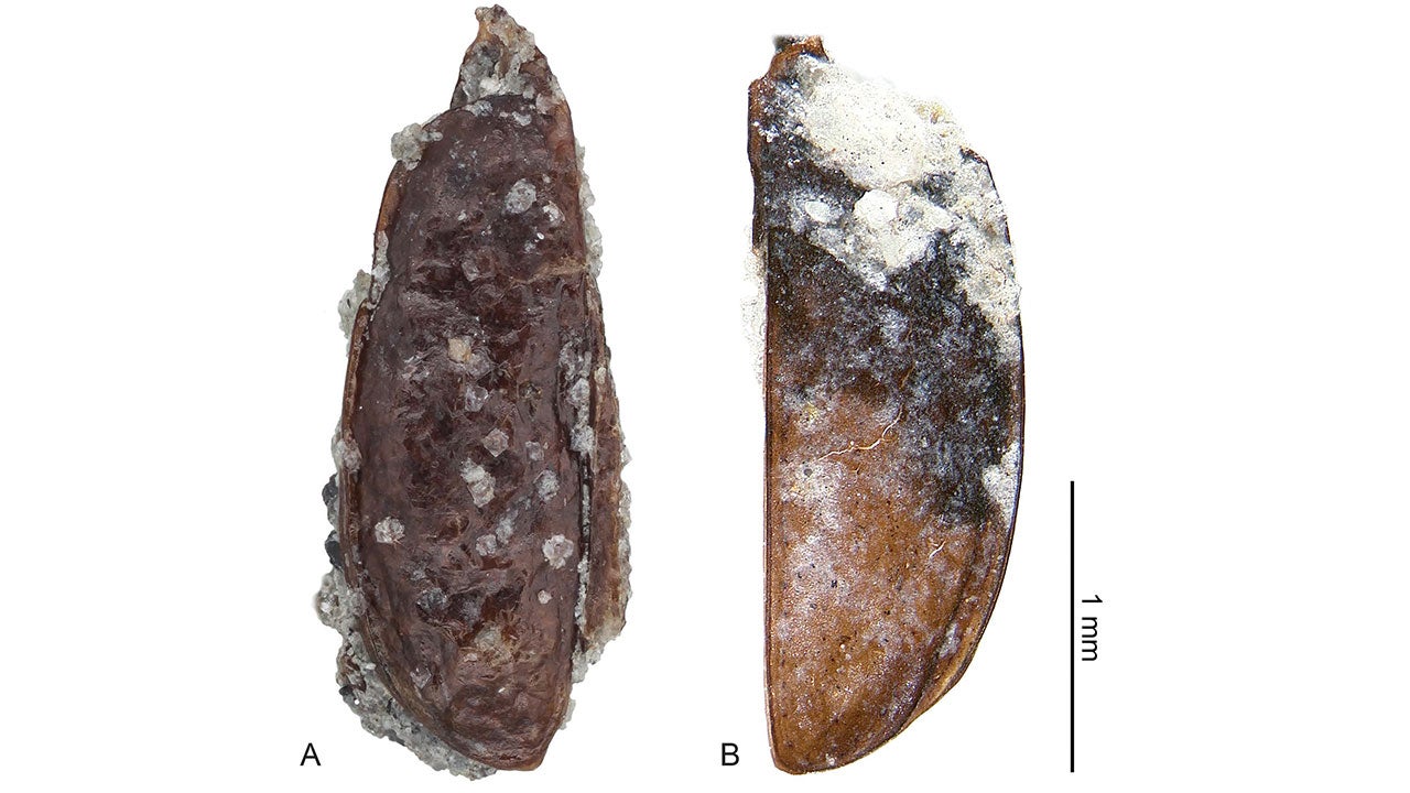 Antartica's First-Ever Ground Beetle Has Been Found, Study Says | The ...