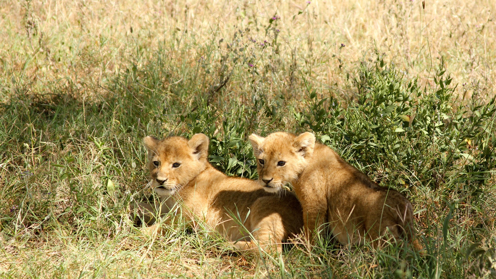 Un zoo suédois avoue avoir tué neuf lionceaux | The Weather Channel