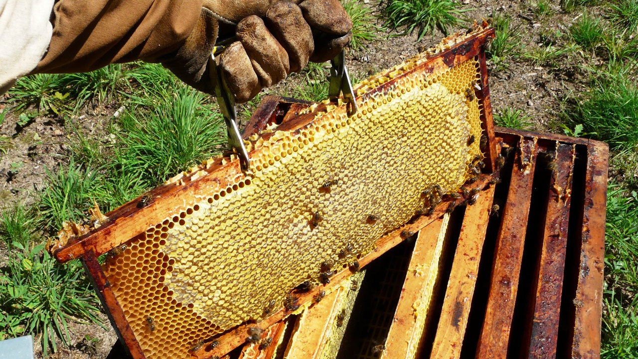 Abeilles : une mortalité exceptionnelle l’hiver dernier | The Weather Channel