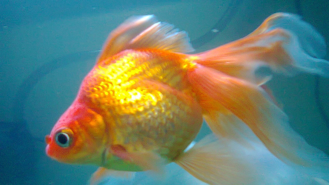 L’histoire folle d’un poisson rouge sauvé des inondations dans l’Aude ...