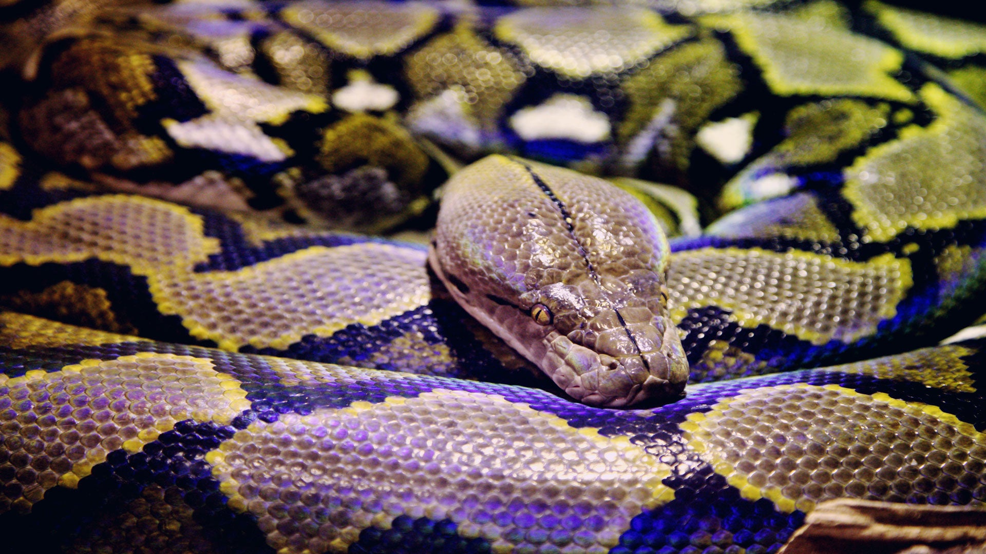 Nouvelle-Calédonie : Un python de quatre mètres découvert dans une ...