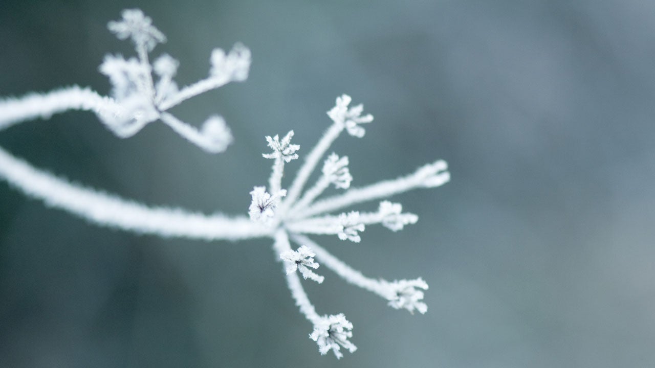 Hoar frost, air frost, ground frost and rime: What's the difference ...